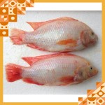 【PADMA】 Red tilapia whole （ティラピア） | Bangla Bazaar Online Shop